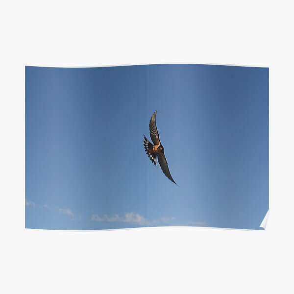 "Dive Bombing Barn Swallow" Poster for Sale by lar3ry | Redbubble
