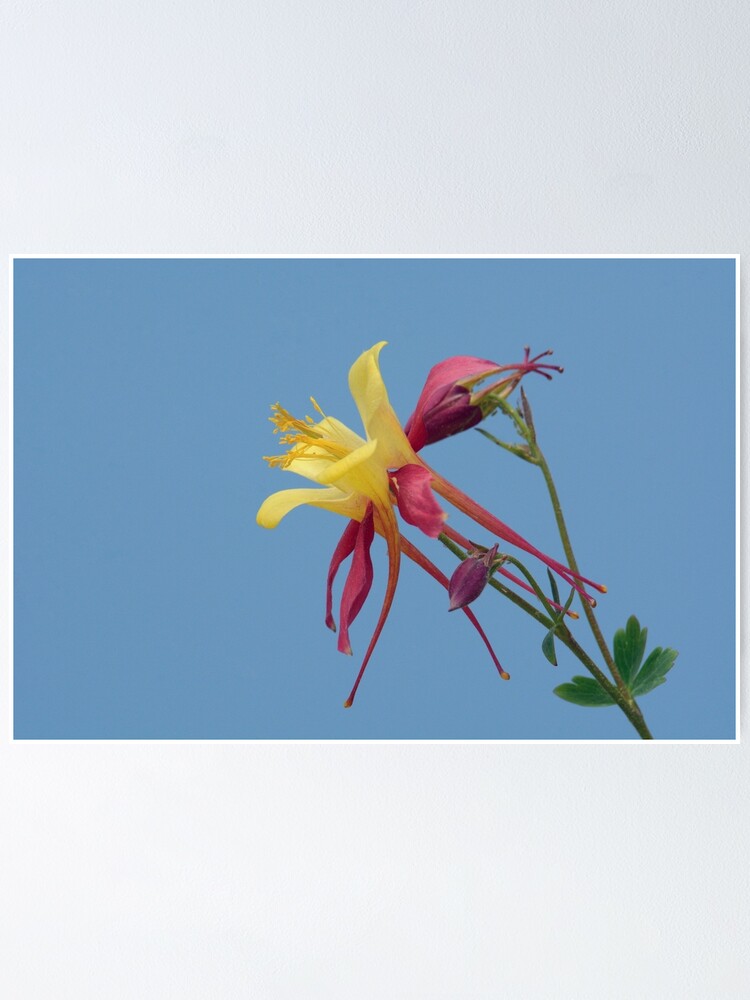 "Columbine flower" Poster by Merrimon | Redbubble