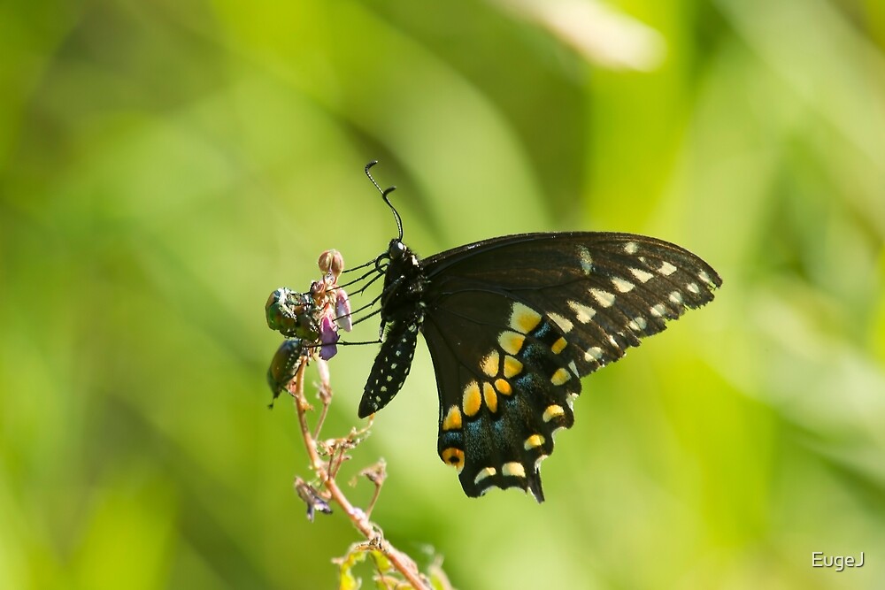 "The Beetles And The Swallowtail" by EugeJ | Redbubble