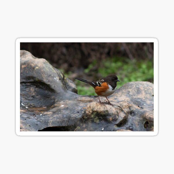 "Spotted Towhee Explores Pedernales State Park " Sticker by treykincade ...