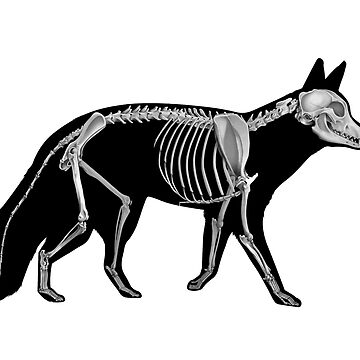 "Fox Skeleton" Photographic Print for Sale by Dela-V | Redbubble