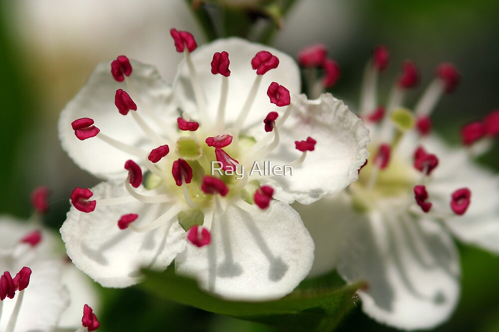 "Hawthorn flower" by Ray Allen | Redbubble
