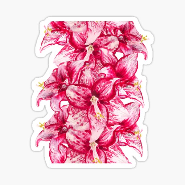 "Watercolor flowers of amaryllis" Sticker for Sale by Shoshina | Redbubble