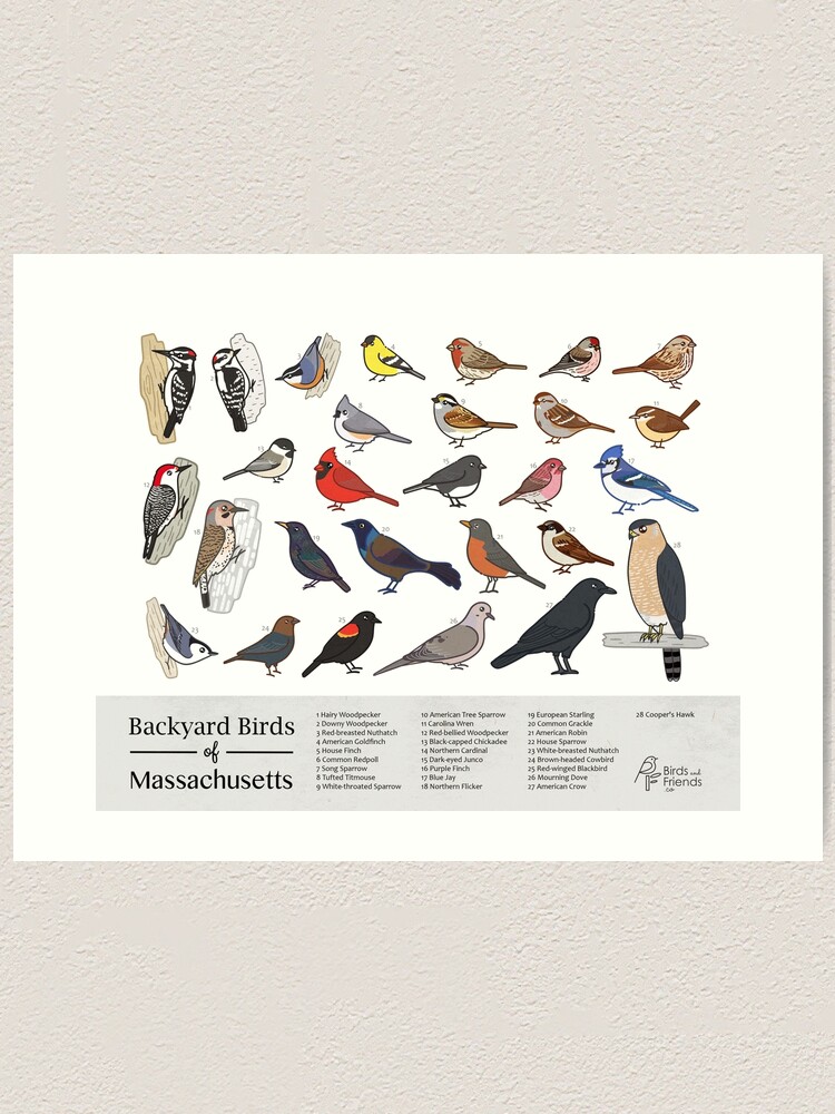 "Massachusetts - Backyard Birds of Massachusetts Field Guide Print ...