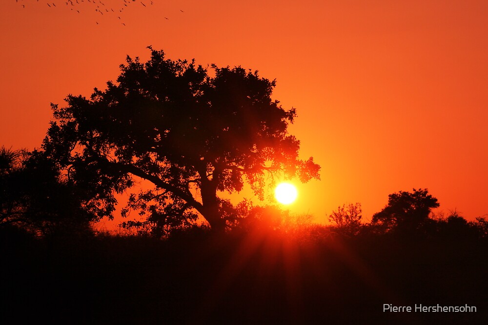 "Bushveld Sunset, Alldays, Limpopo, South Africa" by Pierre Hershensohn ...