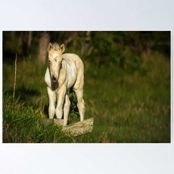 "Timorously Curious - Chincoteague Pony Assateague Horse" Poster for ...