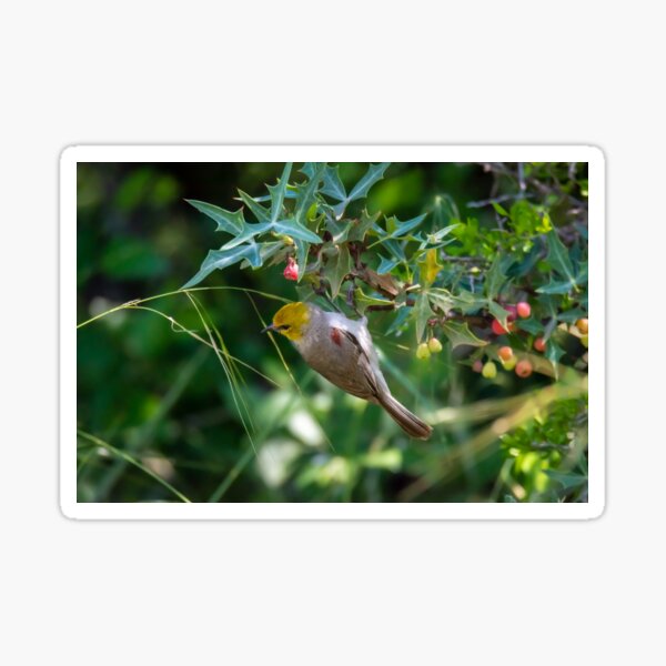 "Verdin Snagging Insects From the Agarita" Sticker for Sale by ...