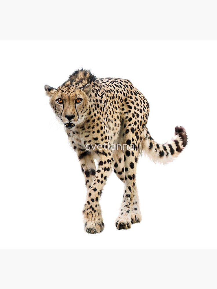 "Junges Gepard-Porträt lokalisiert auf weißem Hintergrund" Poster von ...