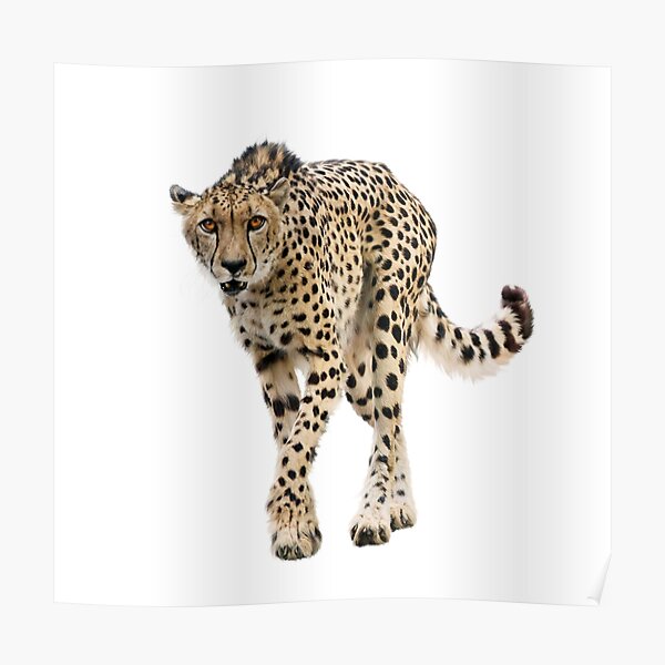 "Junges Gepard-Porträt lokalisiert auf weißem Hintergrund" Poster von ...