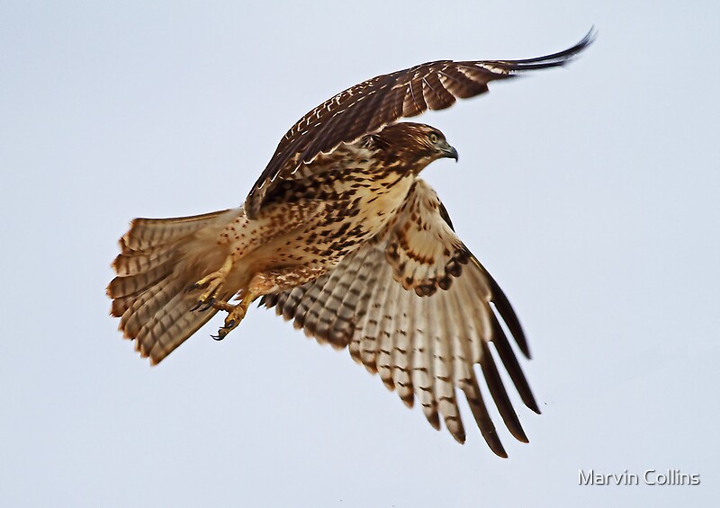 "Birthday Hawk" by Marvin Collins | Redbubble