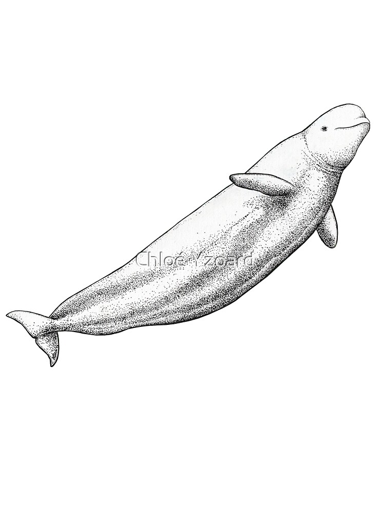 Beluga Whale Drawing For Kids