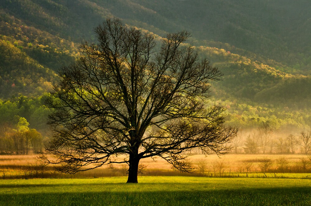 "Awaiting Daylight-Cades Cove Tree At Sunrise" by Donna Eaton | Redbubble