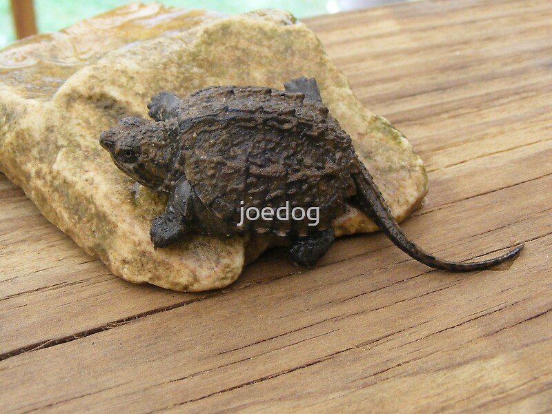 "A real baby Dinosaur " by joedog | Redbubble