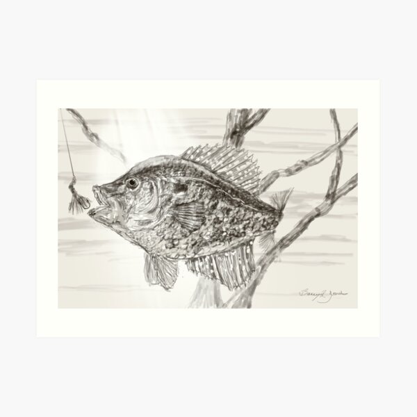 Crappie Fishing Art Prints | Redbubble