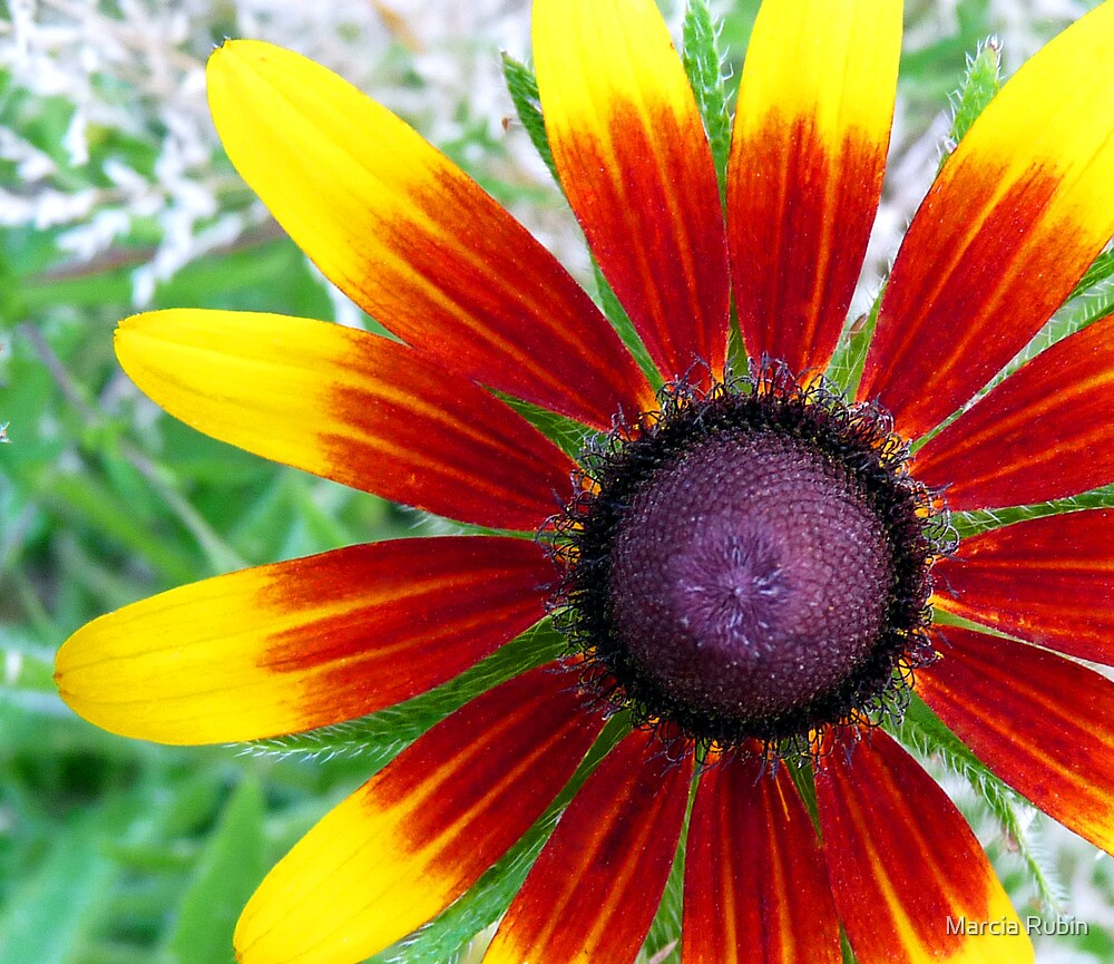 "Blackeyed Susan - "Becky Cinnamon Bi-color" variety" by Marcia Rubin ...