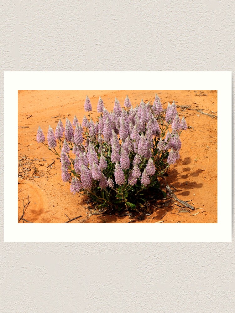 "Mulla Mulla Plant in the Mallee at Mungo" Art Print by Carole-Anne ...