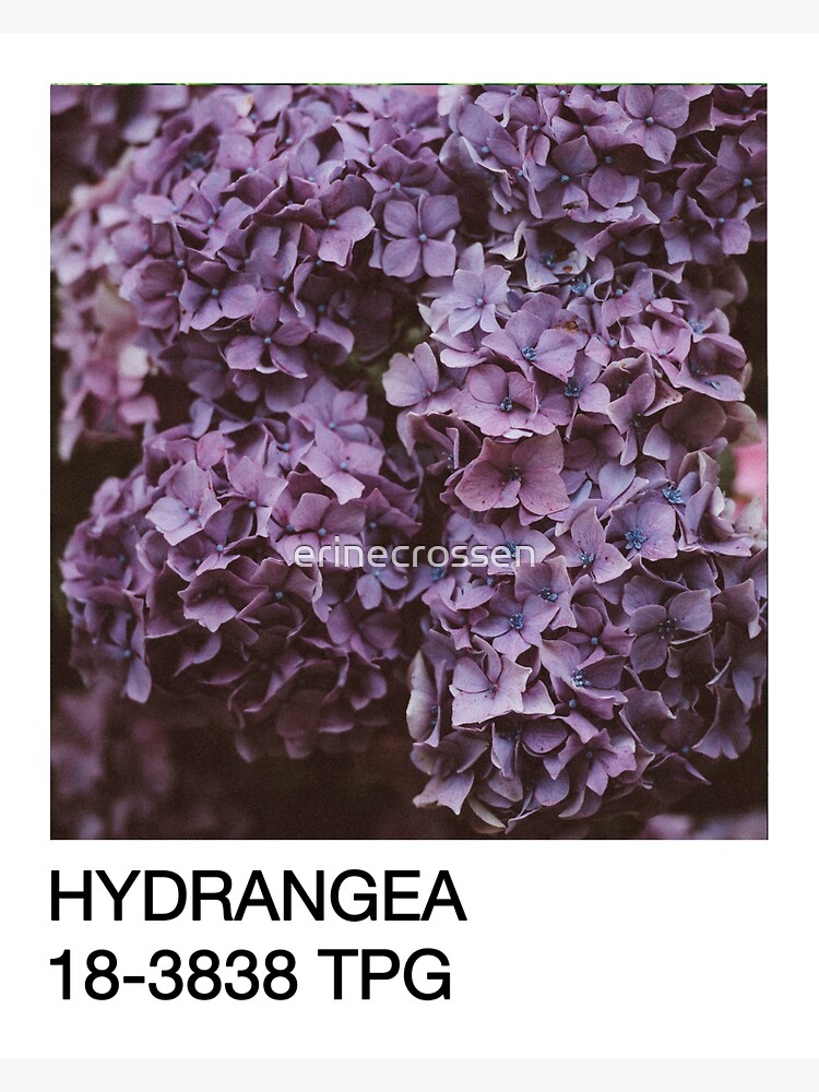 "Pantone Hydrangea" Sticker for Sale by erinecrossen | Redbubble