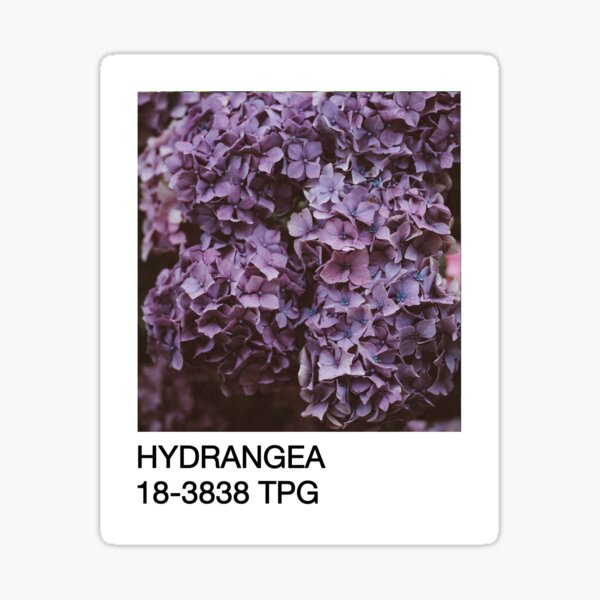 "Pantone Hydrangea" Sticker for Sale by erinecrossen | Redbubble