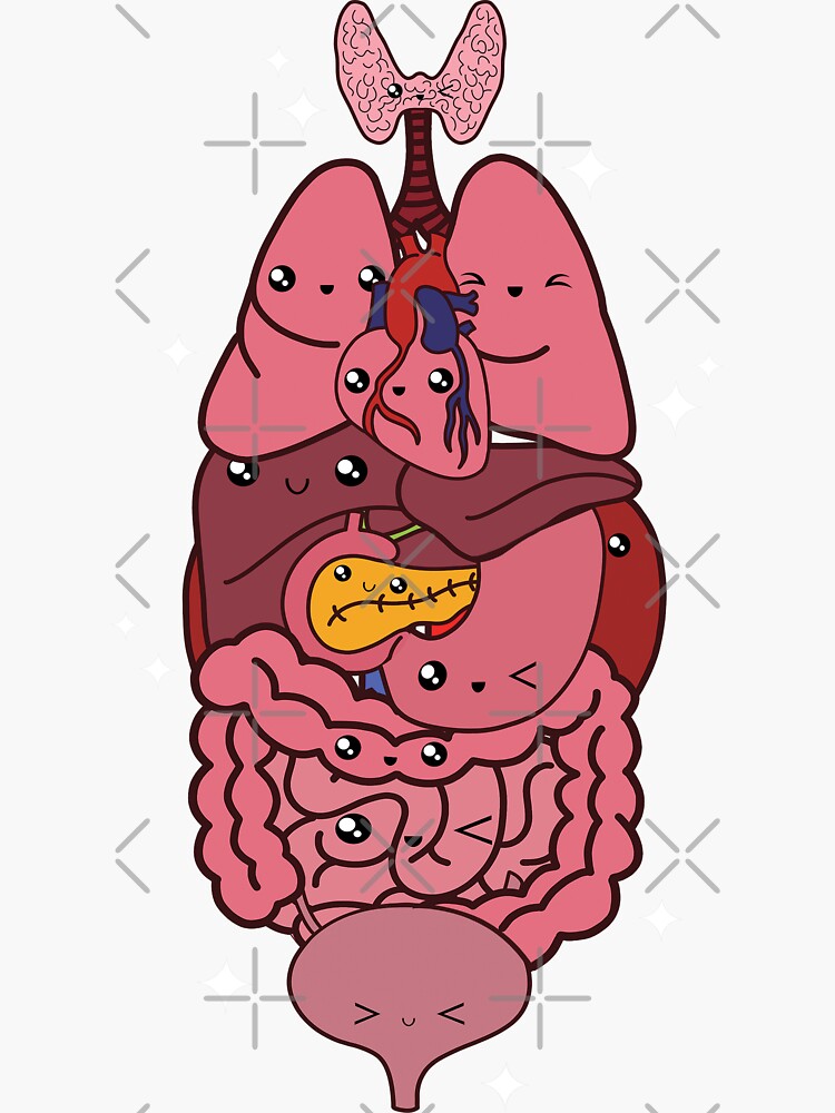 "Kawaii Organ Anatomy Set" Sticker for Sale by lulubeeart | Redbubble