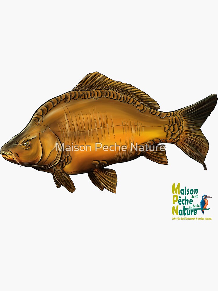 "Carp" Sticker for Sale by maisonpechnat | Redbubble