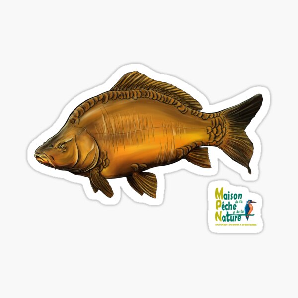 "Carp" Sticker for Sale by maisonpechnat | Redbubble