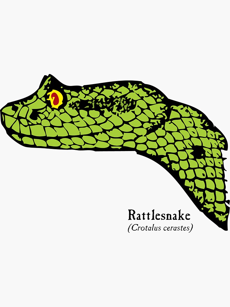 "SideWinder" Sticker by Brubarell | Redbubble