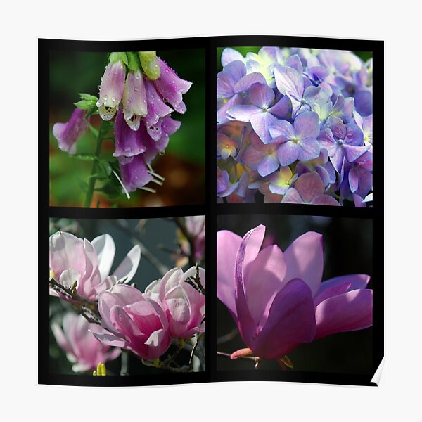 "Blooming" Poster for Sale by susanne49 | Redbubble