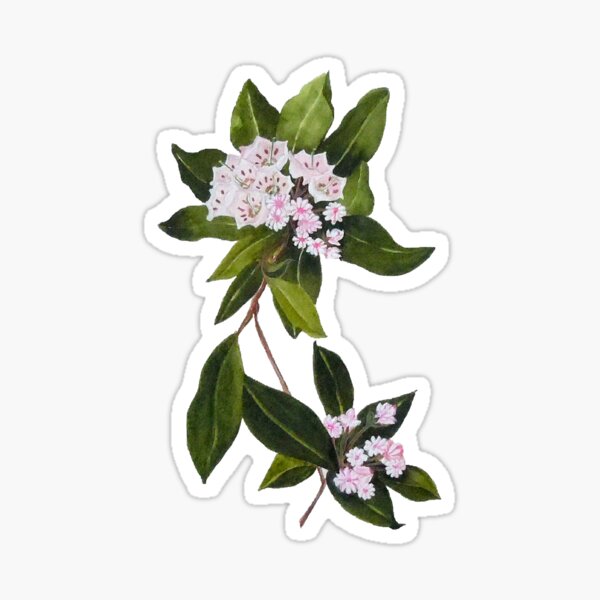 "Mountain laurel " Sticker for Sale by bmcnemar93 | Redbubble