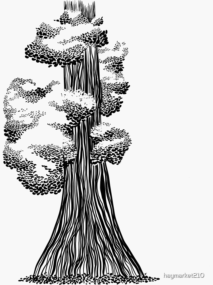 "Redwood, Line Drawing, Strong and Tall, Black and White Drawing ...