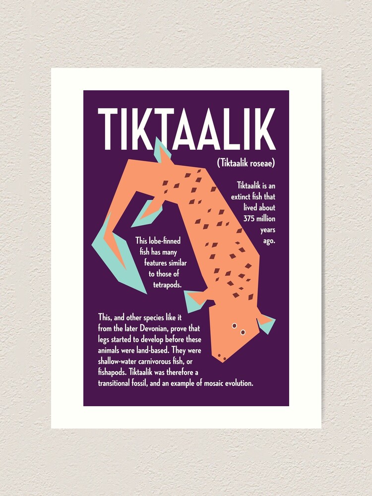 "Tiktaalik Infographic Poster" Art Print for Sale by dianeramic | Redbubble
