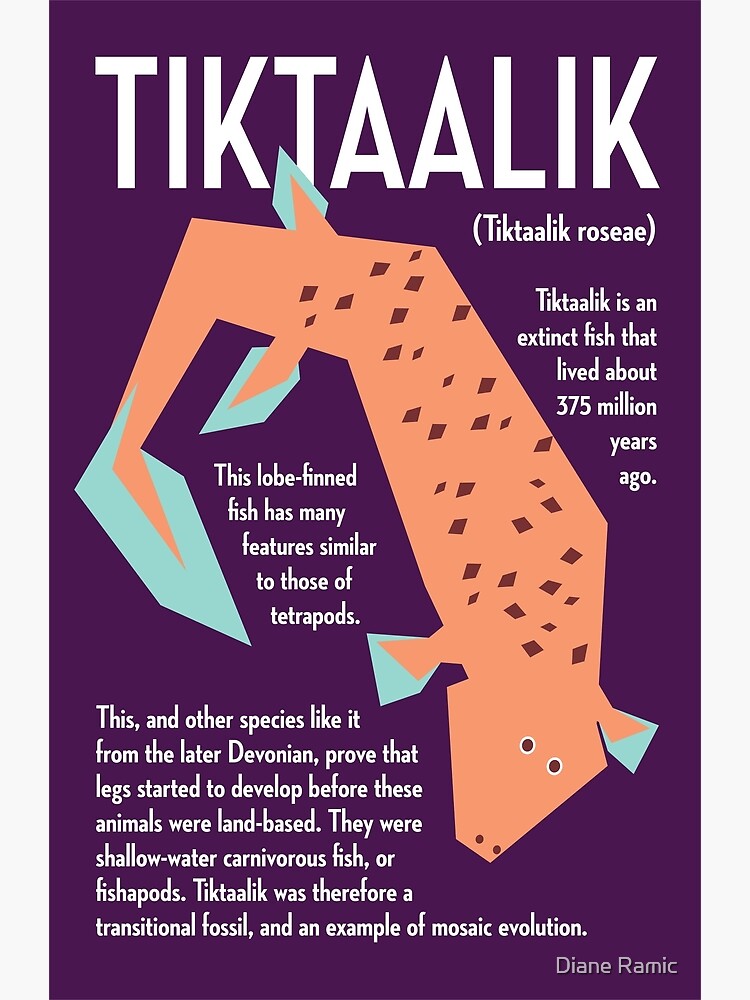 "Tiktaalik Infographic Poster" Poster by dianeramic | Redbubble