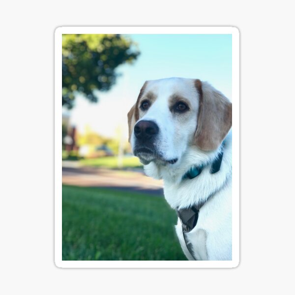 "Cute Doggo" Sticker by Zfletch1 | Redbubble