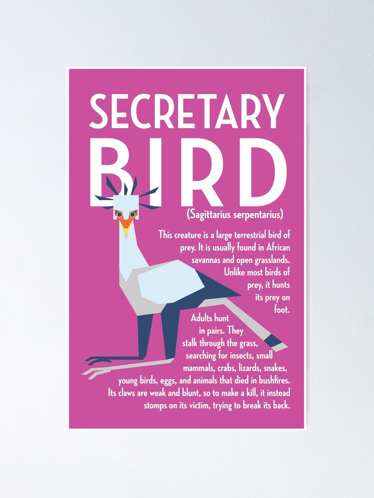 "Secretary Bird Infographic Poster" Poster by dianeramic | Redbubble