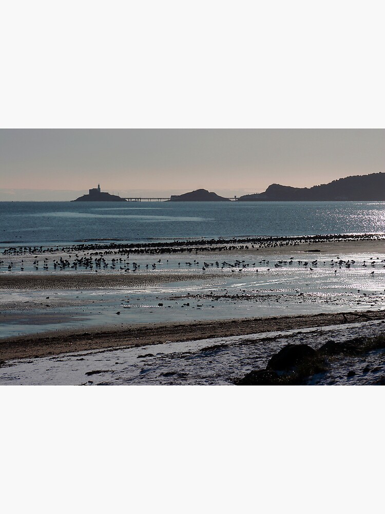"Sea Birds on Swansea Bay" Canvas Print for Sale by desertman | Redbubble