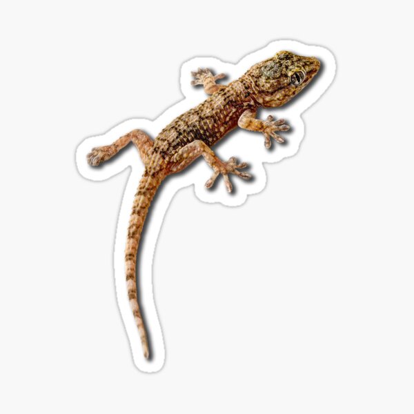 "Little Gekko" Sticker by WWestmoreland | Redbubble