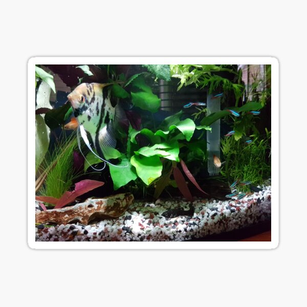 "Aquarium" Sticker for Sale by JawsWasAShark | Redbubble