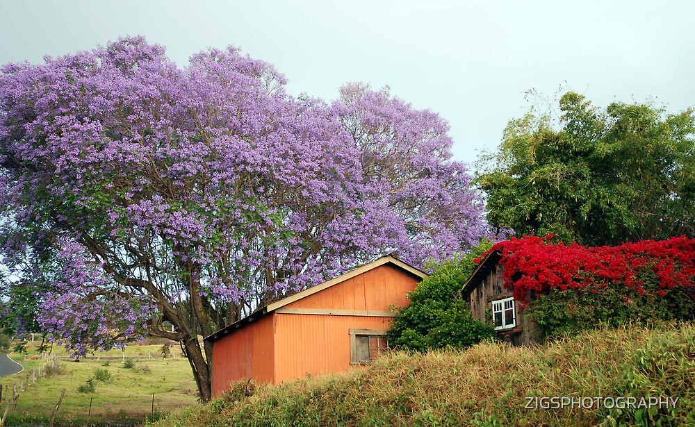 "Colors of Upcountry Maui, Hawaii" by ZIGSPHOTOGRAPHY | Redbubble