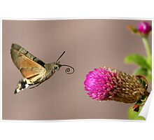 "Hummingbird Hawk Moth" by David Clark | Redbubble