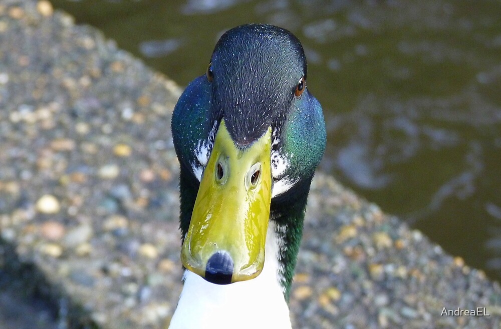 "Quack Quack!! - Mallard Duck - invercargill - New Zealand" by AndreaEL ...