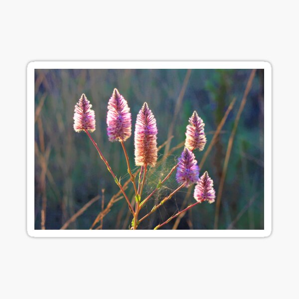 "Mulla Mulla - 6" Sticker for Sale by Frangipanidonna | Redbubble