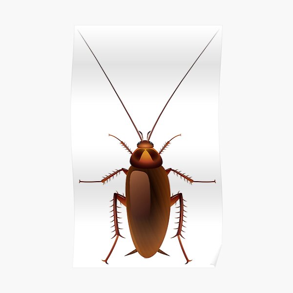 Cockroach Posters | Redbubble