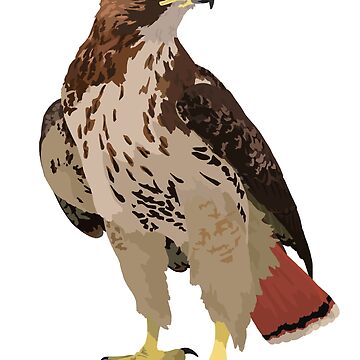 "Red-Tailed Buzzard" Sticker for Sale by birds-and-pizza | Redbubble