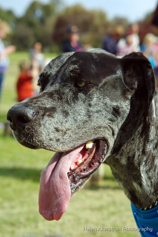 "GREAT DANE AND TONGUE!" by Helen Akerstrom Photography | Redbubble