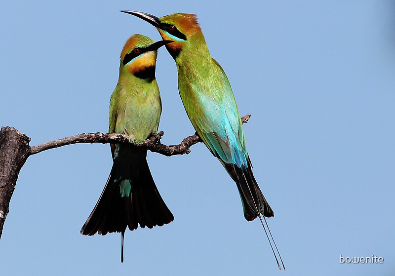 "''Rainbow Bee-eaters''" by bowenite | Redbubble