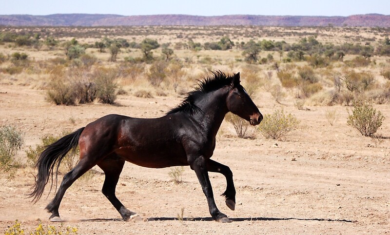 "Wild brumby of the Western Desert" by possumhollow | Redbubble