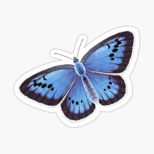 "Alcon Blue Butterfly" Sticker for Sale by twicinas | Redbubble