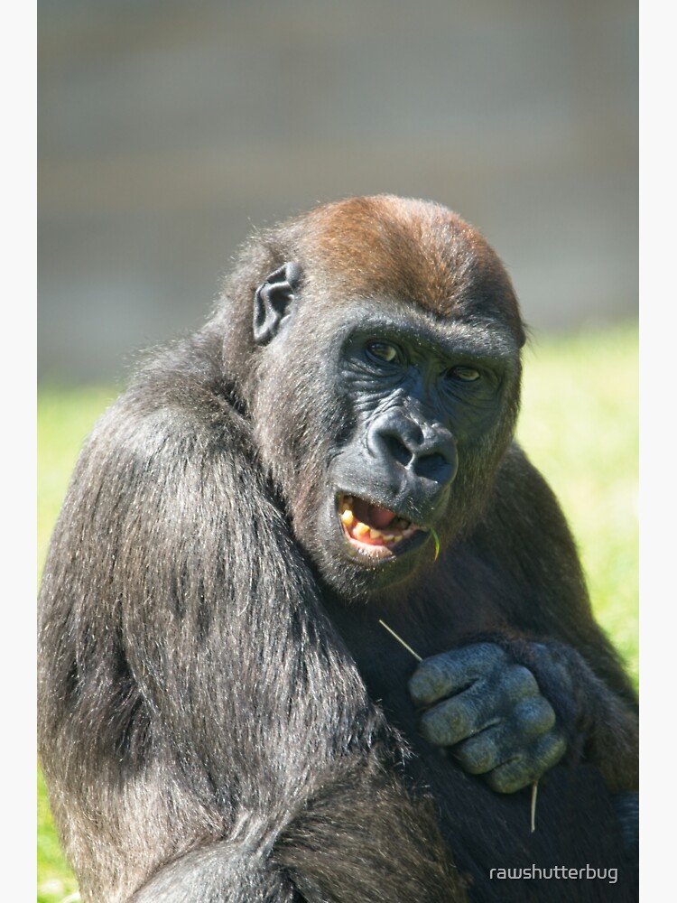 "Happy Gorilla Lope" Sticker for Sale by rawshutterbug | Redbubble