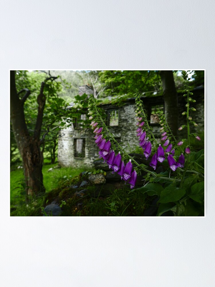 "Common Foxglove" Poster by IOMWildFlowers | Redbubble