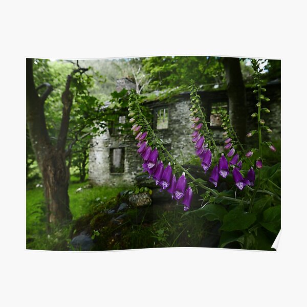"Common Foxglove" Poster by IOMWildFlowers | Redbubble
