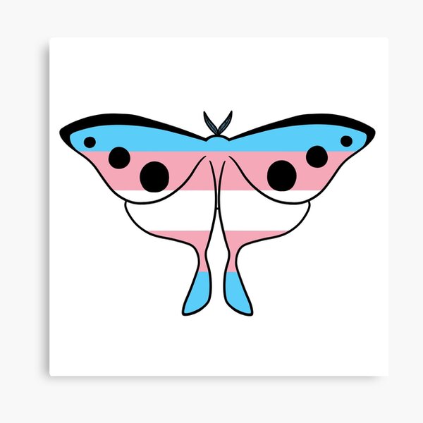 "Trans Pride Moth" Canvas Print for Sale by avesmx | Redbubble